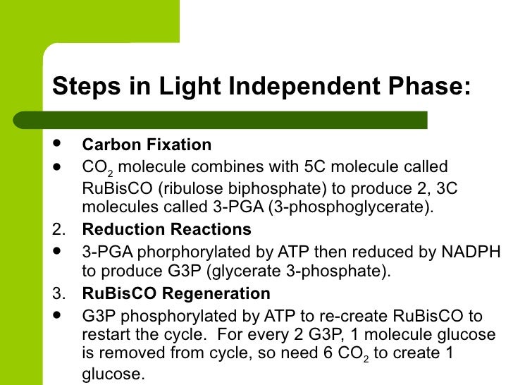 Photosynthesis Light Reaction Steps