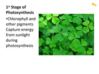 Photosynthesis | PPT