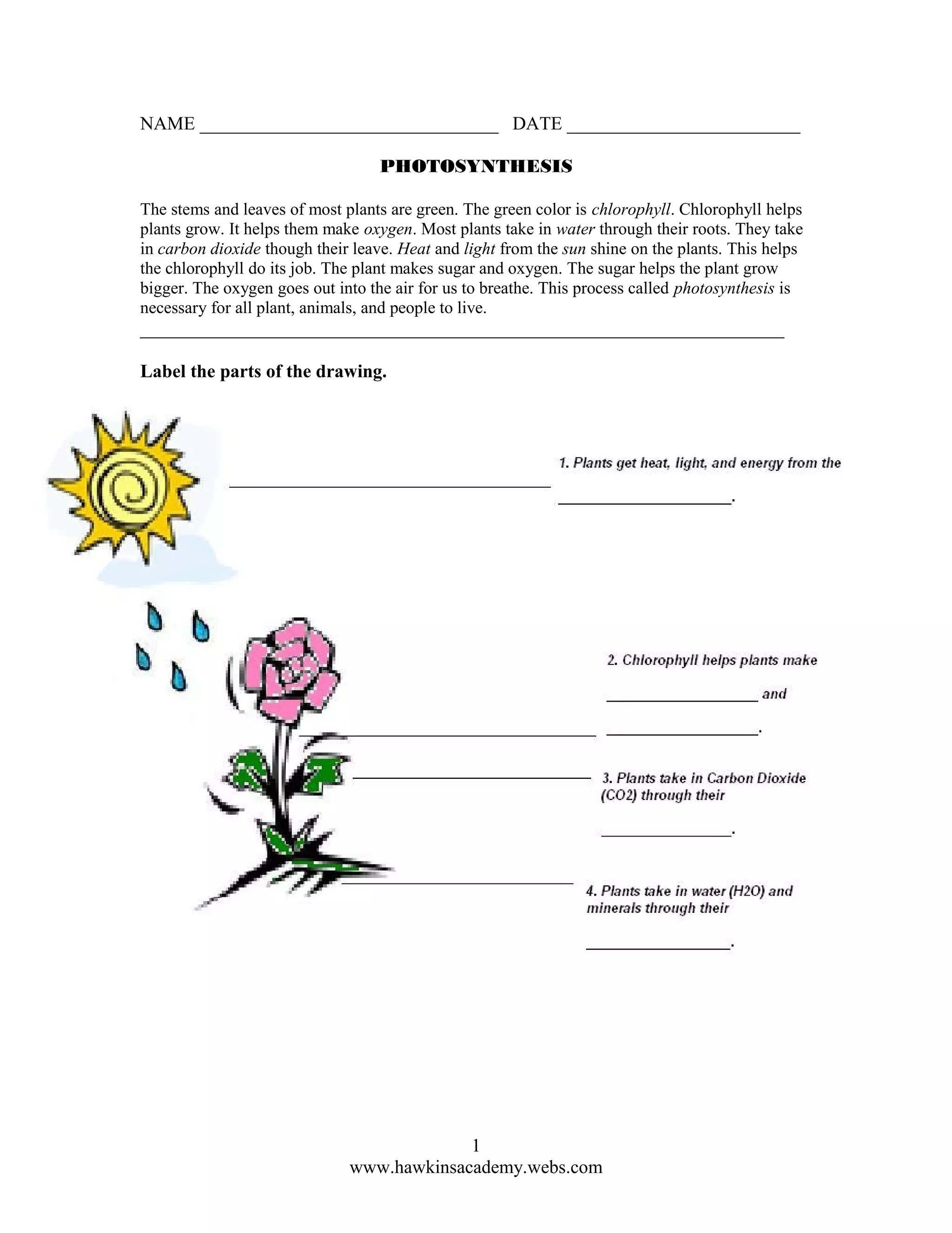 Photosynthesis | DOC