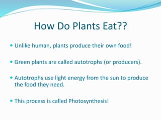 Photosynthesis | PPT
