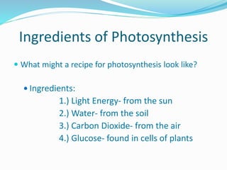 Photosynthesis | PPT