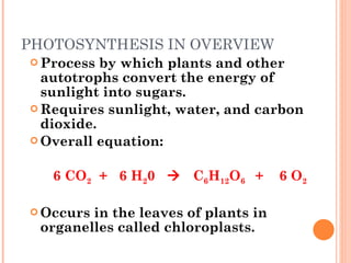Photosynthesis | PPT