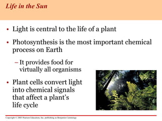 Photosynthesis | PPT