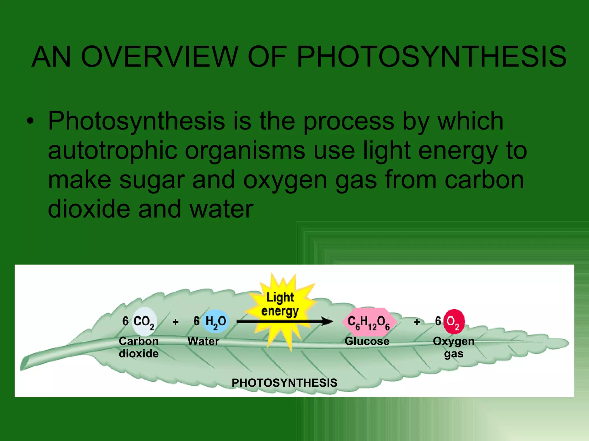 Photosynthesis | PPT
