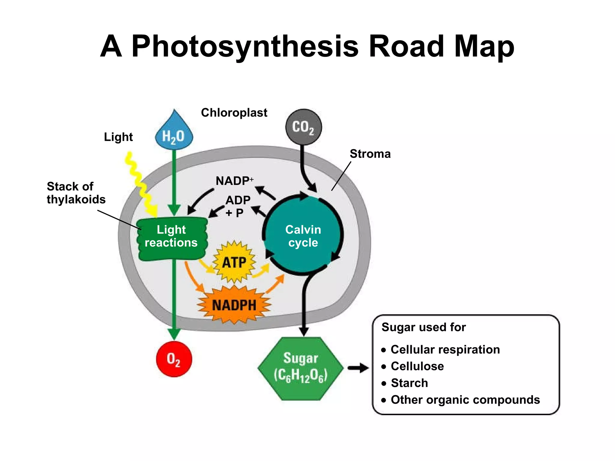 Photosynthesis | PPT