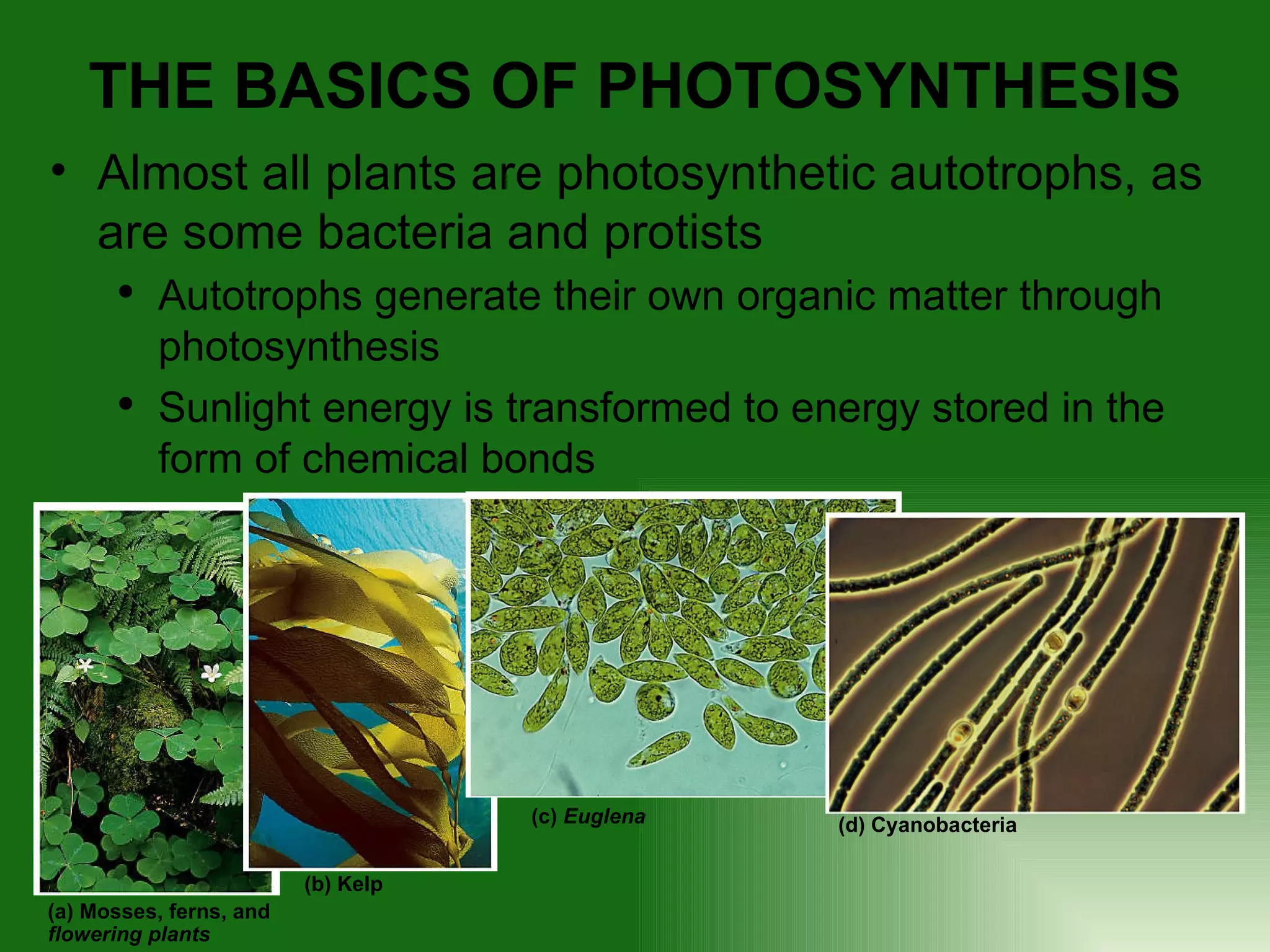 Photosynthesis | PPT