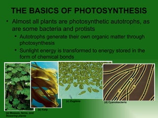 Photosynthesis | PPT