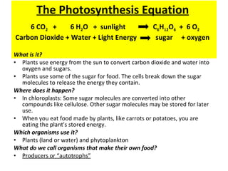 Photosynthesis | PPT