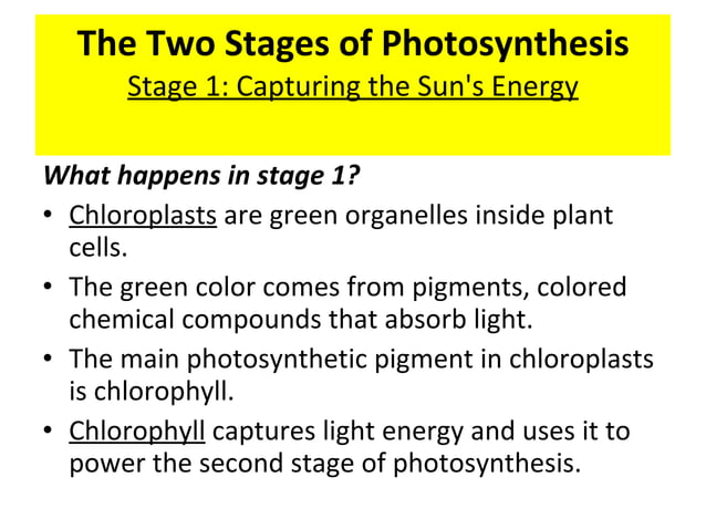 Photosynthesis | PPT