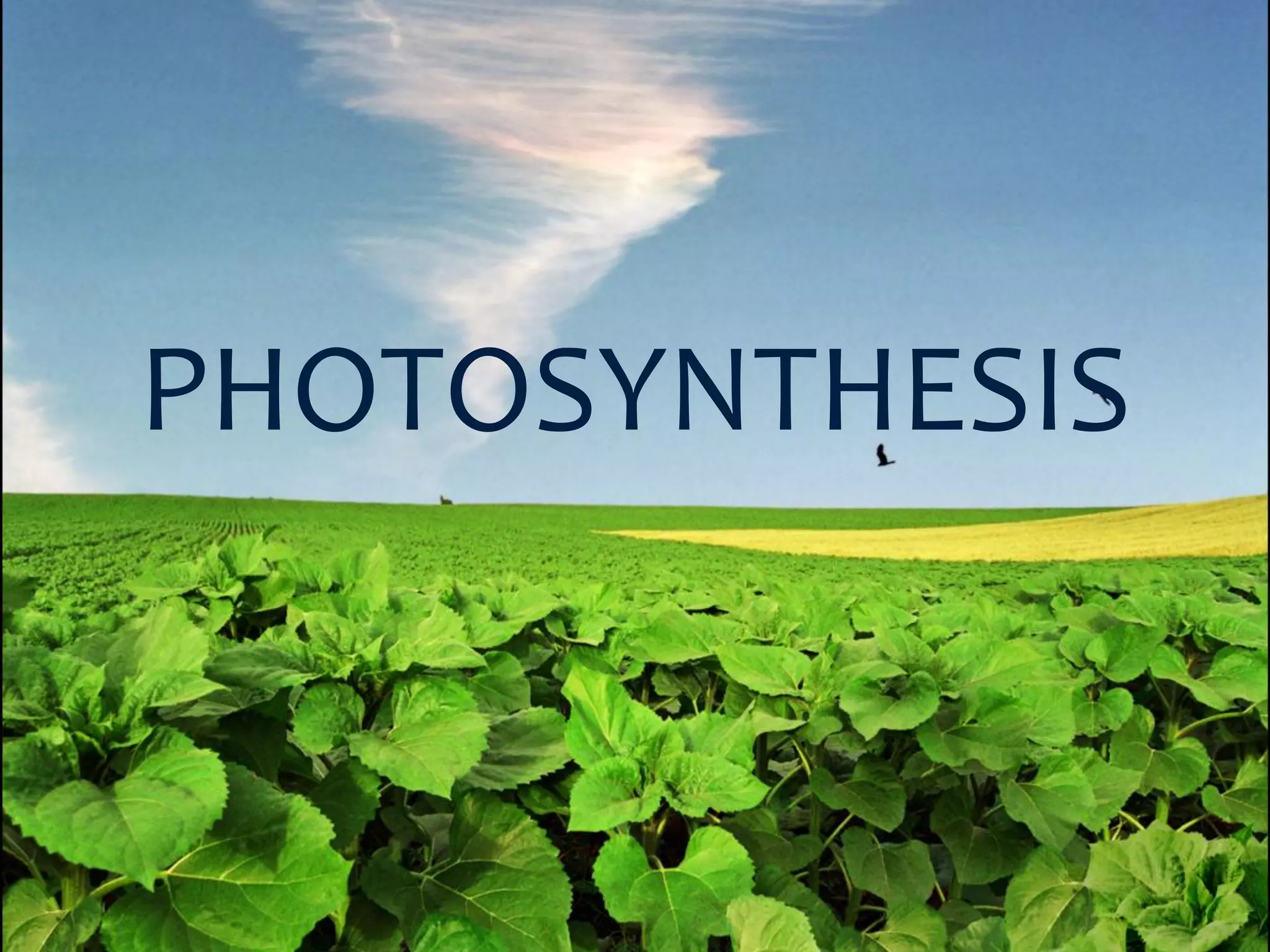 Photosynthesis | PDF