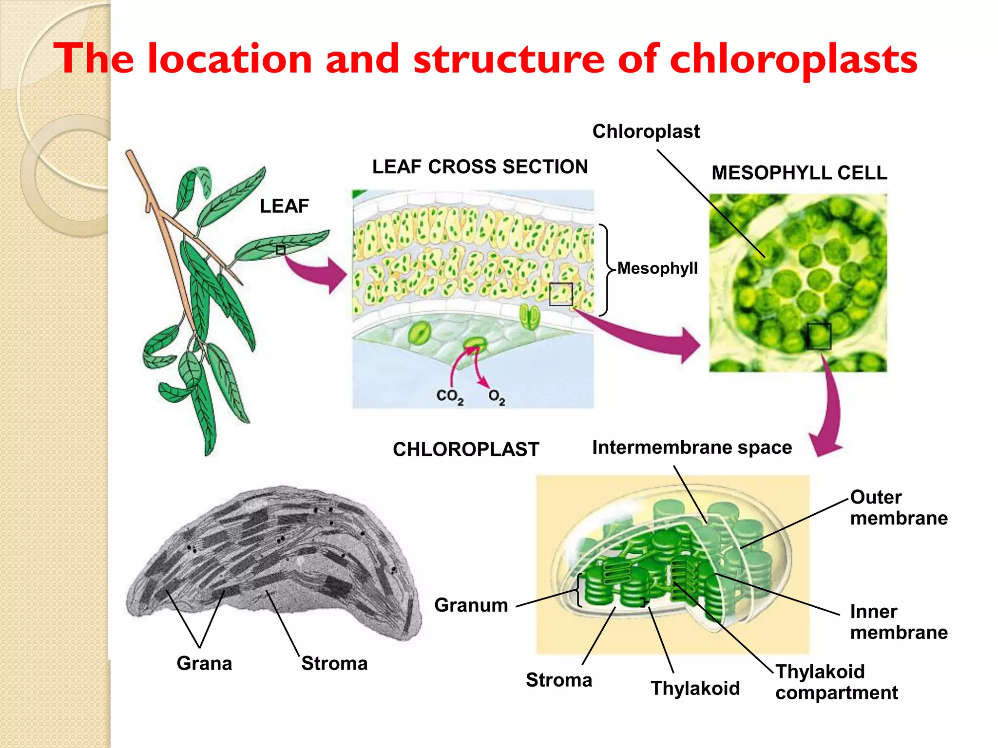 Photosynthesis | PDF