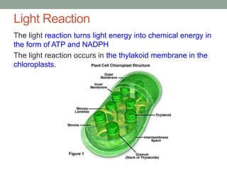 Photosynthesis | PPT
