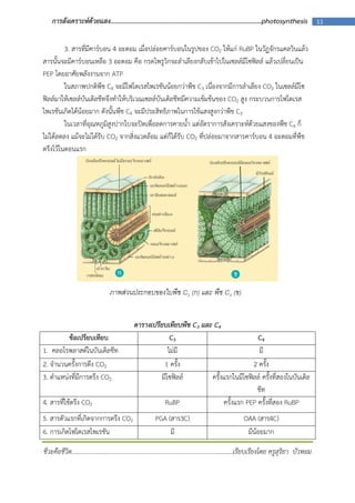 Photosynthesis | PDF