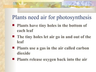 Photosynthesis | PPT
