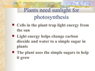 Photosynthesis | PPT