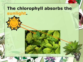 Photosynthesis | PPTX