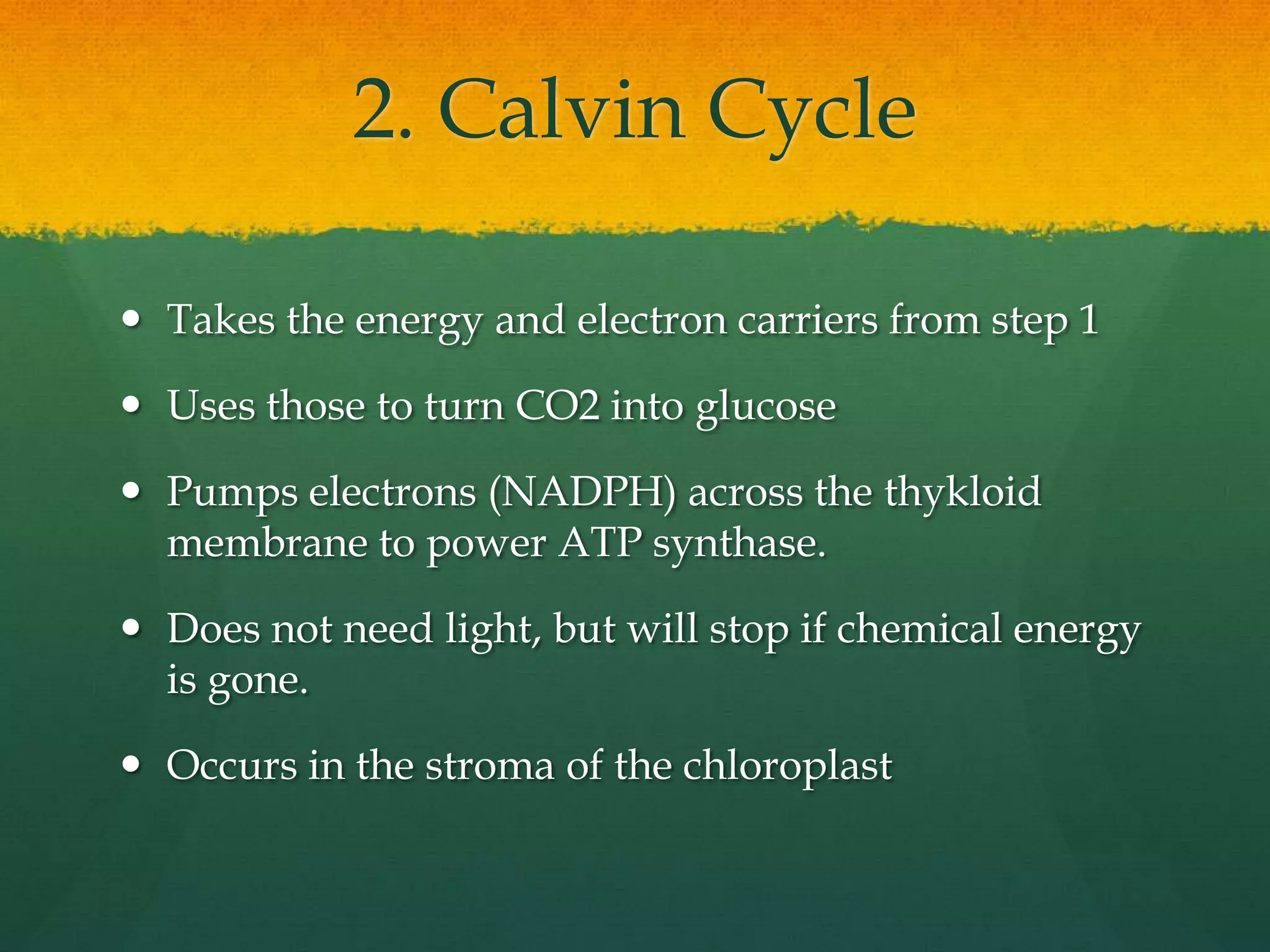 Photosynthesis | PPTX