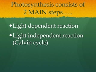 Photosynthesis | PPT