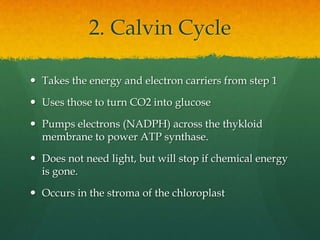 Photosynthesis | PPT