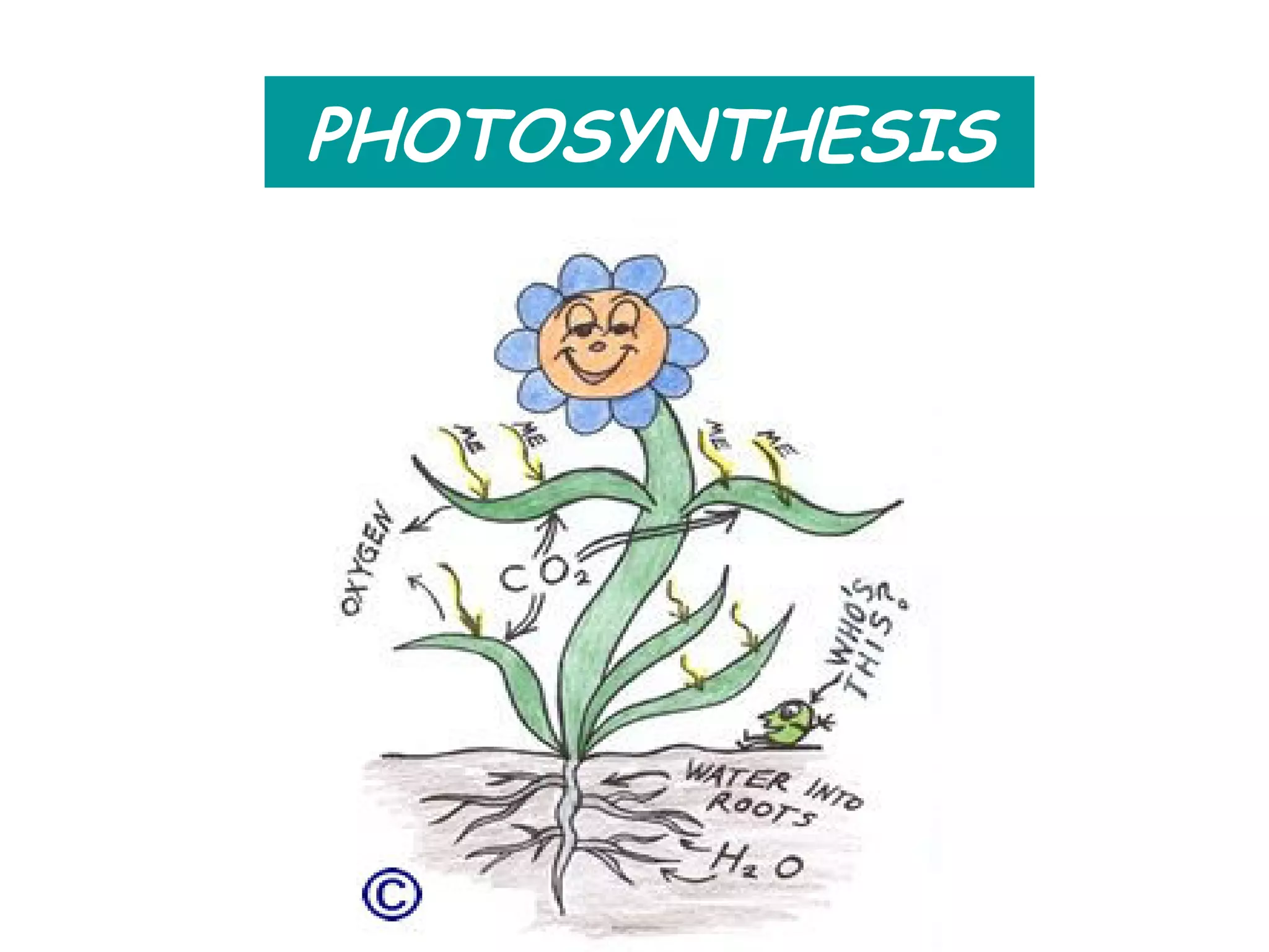 Photosynthesis | PPT