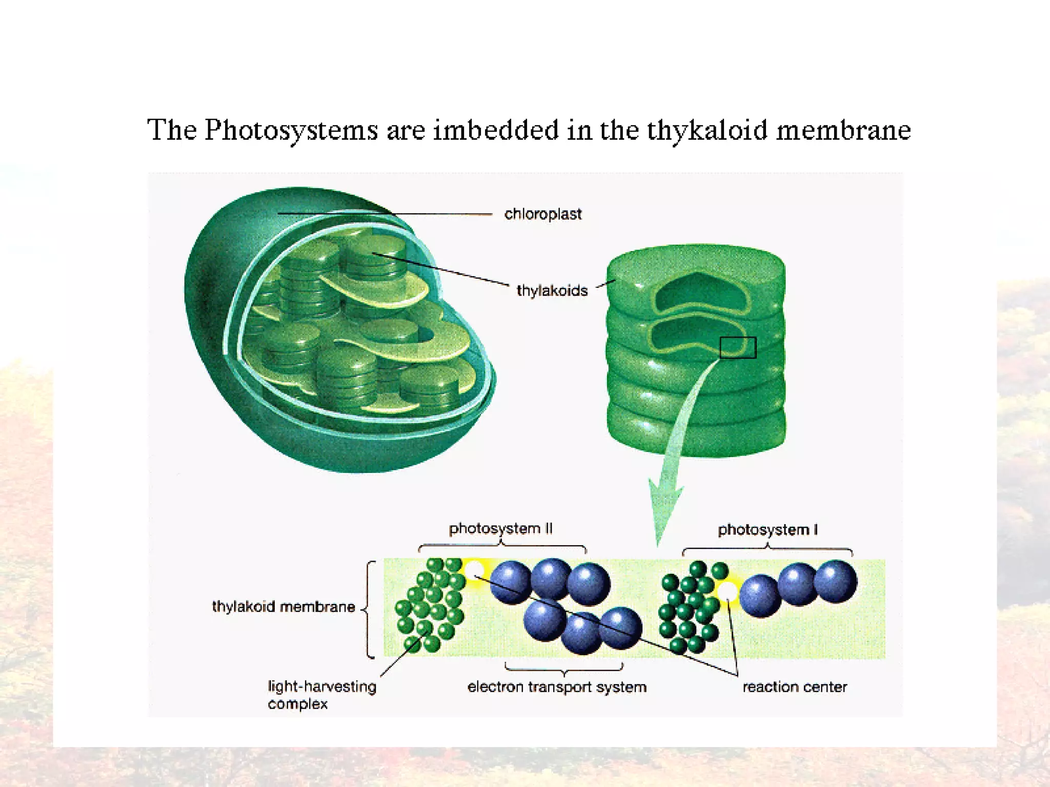 Photosynthesis | PPT