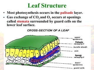 Photosynthesis | PPT