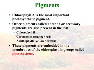 Photosynthesis | PPT