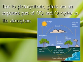 Photosynthesis | PPT
