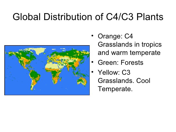 Honors Biology - Photosynthesis
