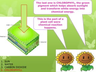 Photosynthesis | PPTX