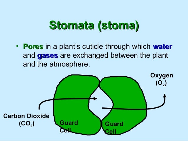 Stomata In Photosynthesis