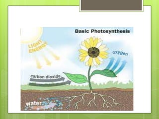 Photosynthesis (ASSIGNMENT) | PPT