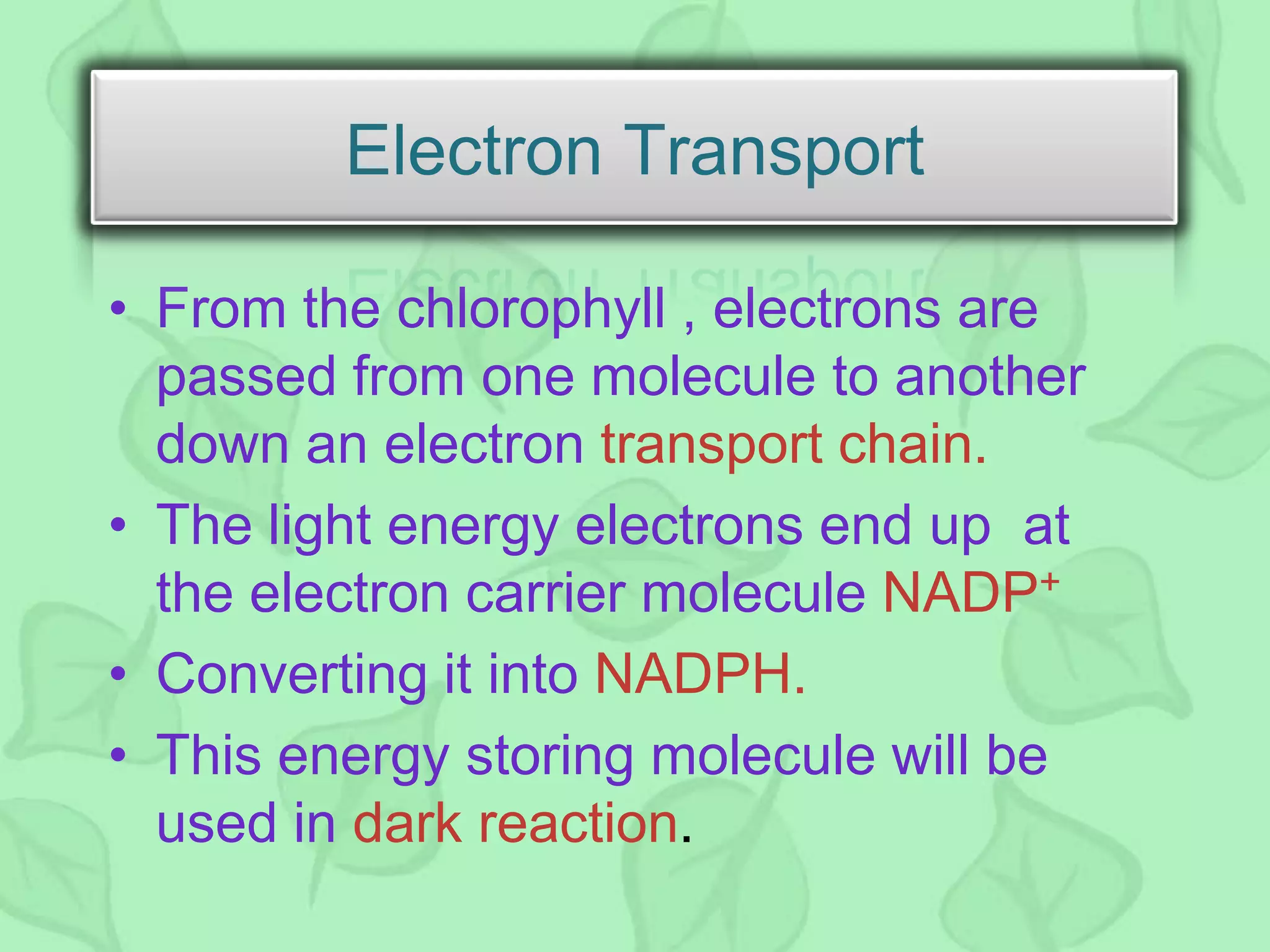 Photosynthesis | PPTX
