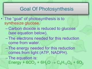 Photosynthesis | PPTX