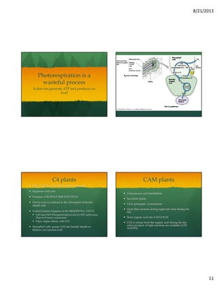 Photosynthesis | PDF