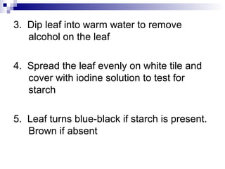 Biology - Photosynthesis | PPT