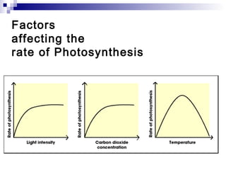 Biology - Photosynthesis | PPT