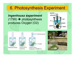 Photosynthesis | PDF | Chemistry | Science