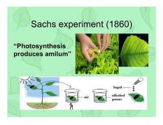 Photosynthesis | PDF | Chemistry | Science