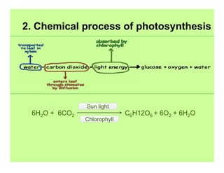 Photosynthesis | PDF