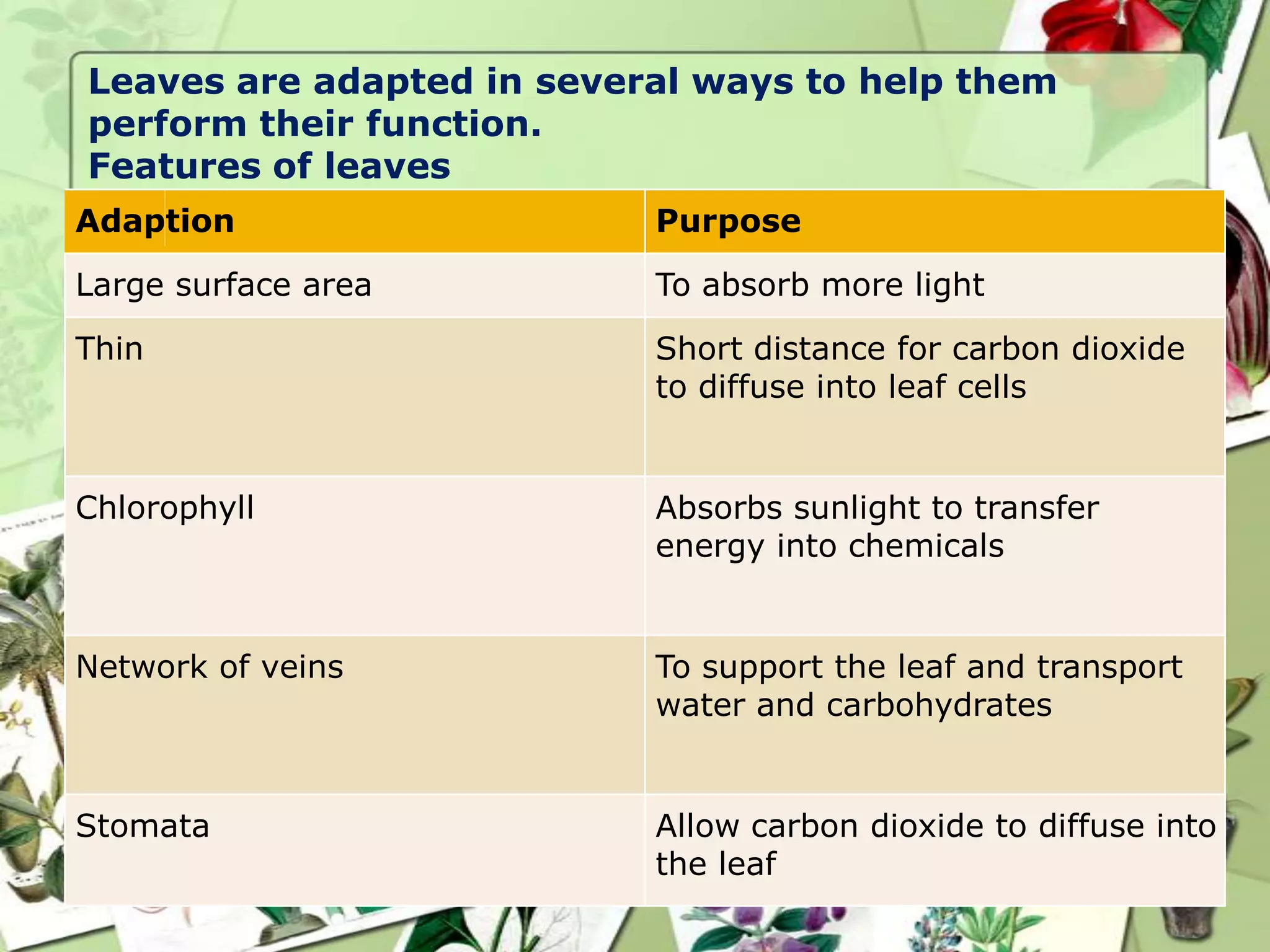 Photosynthesis revision | PPTX