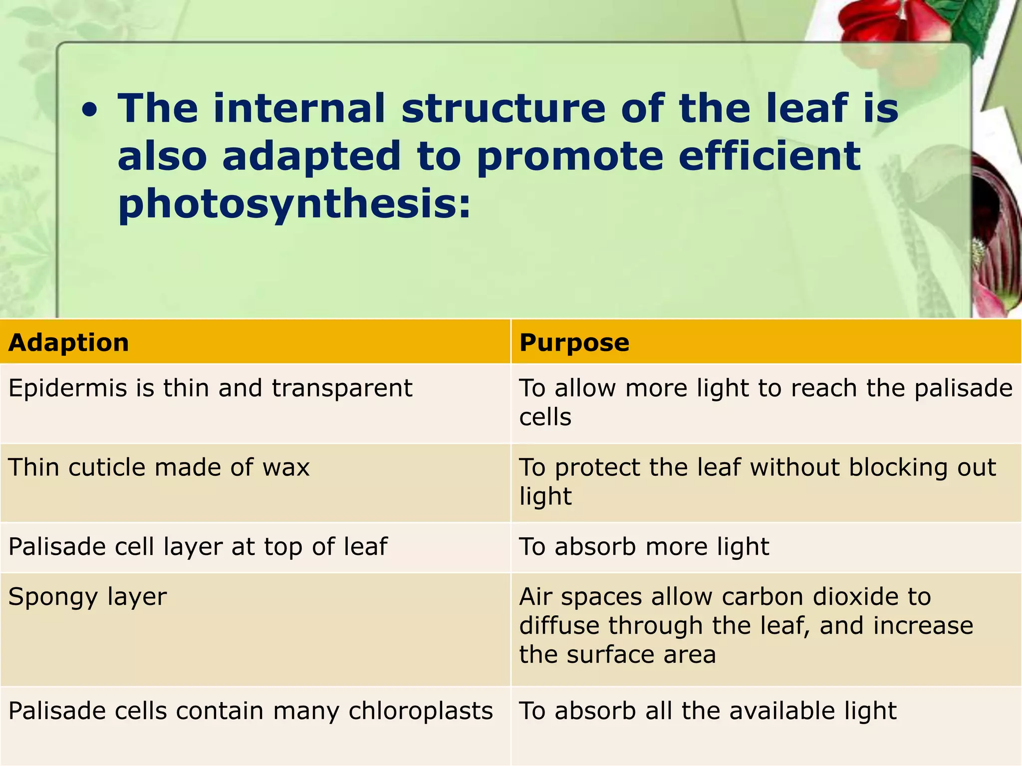 Photosynthesis revision | PPTX