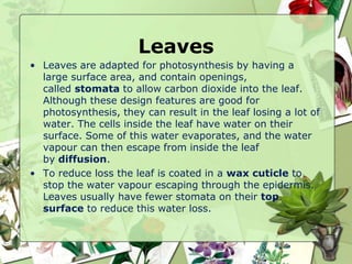 Photosynthesis revision | PPT