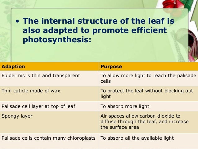 Photosynthesis revision