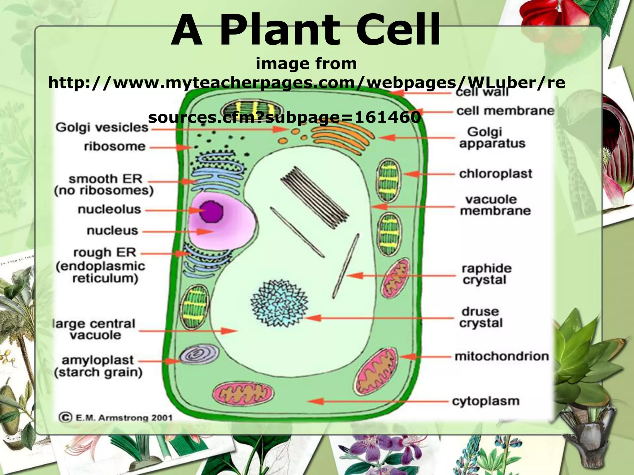 Photosynthesis | PPTX