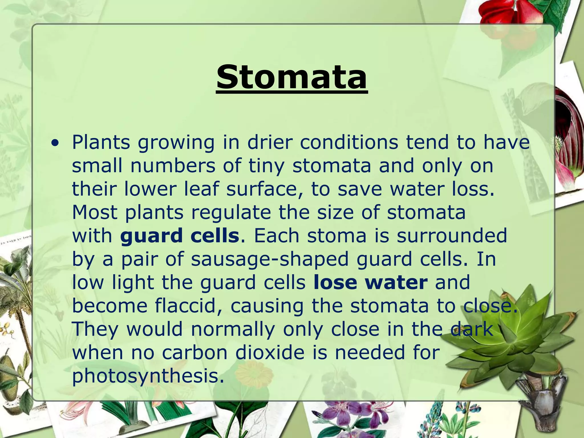 Photosynthesis | PPTX