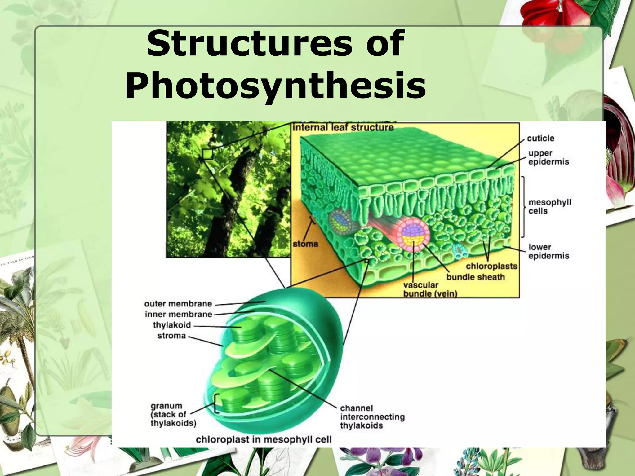 Photosynthesis | PPTX