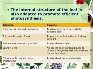 Photosynthesis | PPT