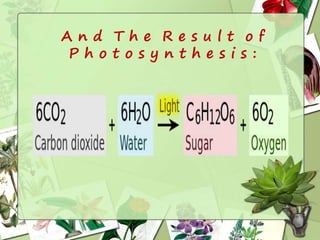 Photosynthesis | PPT