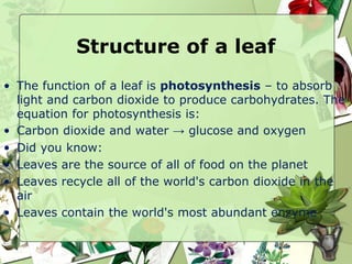 Photosynthesis | PPT